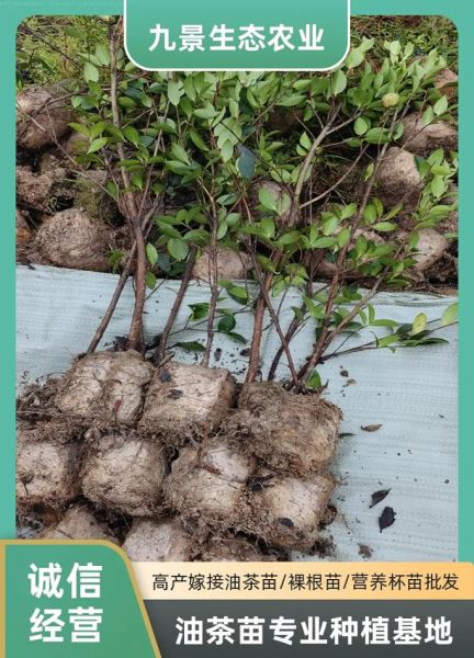油茶苗多少钱一棵_油茶苗怎么种植-第1张图片-山城妙识