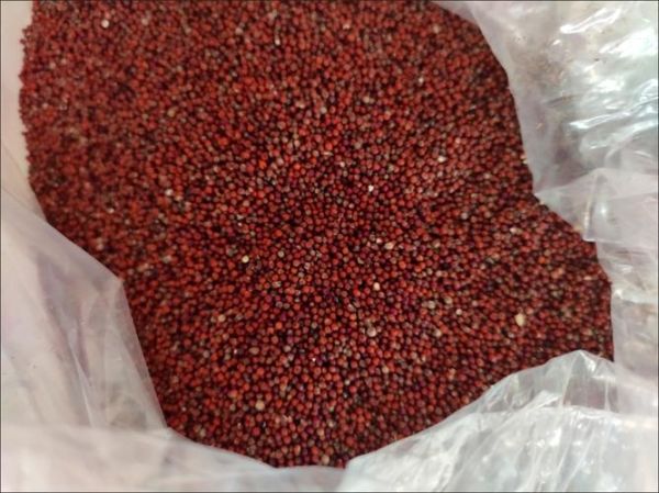 龙爪粟米图片_龙爪粟米长什么样-第1张图片-山城妙识