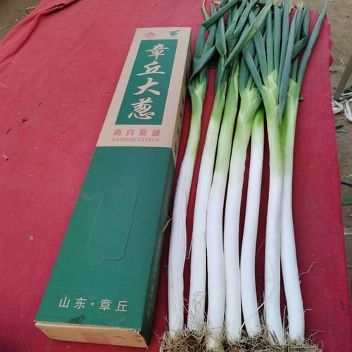 章丘大葱多少钱一斤_章丘大葱最新价格行情-第1张图片-山城妙识