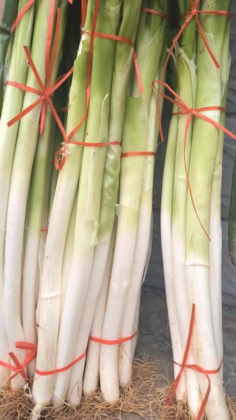 章丘大葱多少钱一斤_章丘大葱最新价格行情-第3张图片-山城妙识