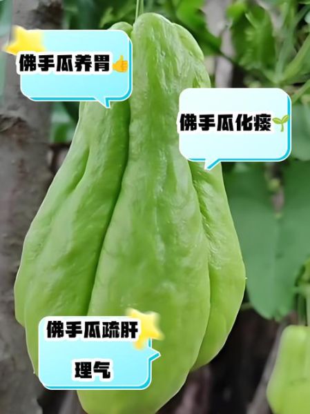 佛手瓜的功效与作用_佛手瓜的营养价值高吗-第3张图片-山城妙识