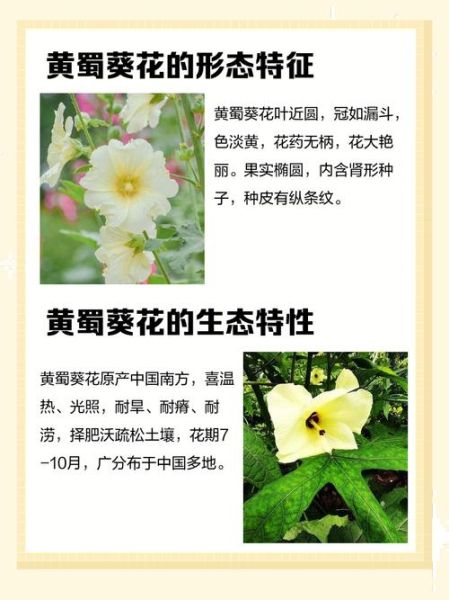 黄蜀葵花泡水长期喝安全吗_黄蜀葵花泡水可以长期服用吗-第1张图片-山城妙识