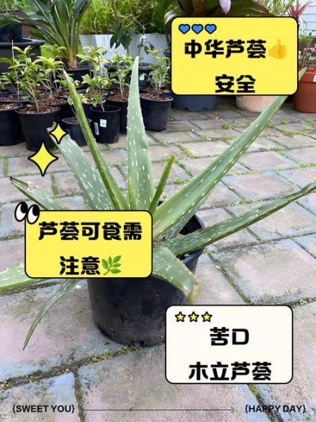 哪些芦荟可以吃_如何辨别可食用芦荟图片-第2张图片-山城妙识