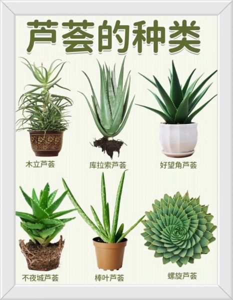 哪些芦荟可以吃_如何辨别可食用芦荟图片-第1张图片-山城妙识