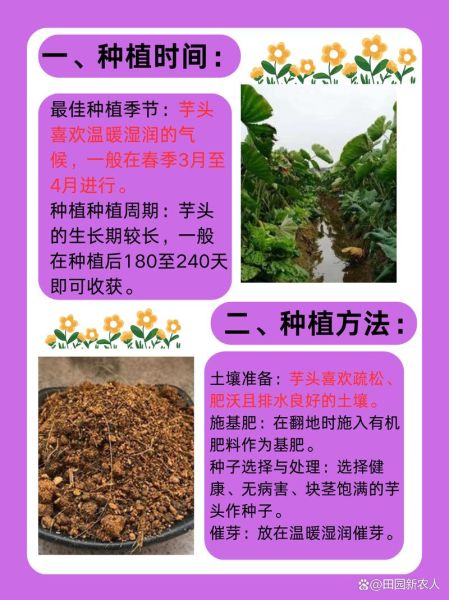 芋头怎么种才能高产_芋头高产种植技术要点-第1张图片-山城妙识