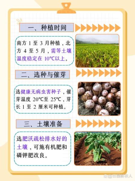 芋头怎么种才能高产_芋头高产种植技术要点-第2张图片-山城妙识