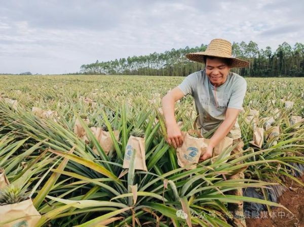 菠萝是怎么长出来的_菠萝种植全过程-第1张图片-山城妙识