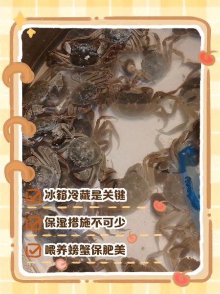 螃蟹无水能活多久_如何延长存活时间-第1张图片-山城妙识