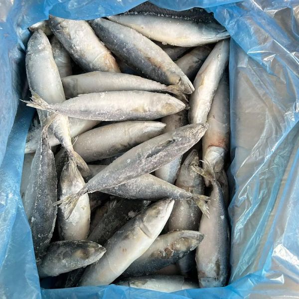 鲭鱼王和鲭鱼的区别_哪个更好吃-第2张图片-山城妙识