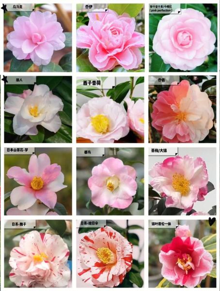 茶花图片大全大图真实_茶花品种高清图鉴-第1张图片-山城妙识