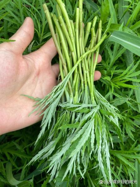 野生芦蒿图片怎么识别_野生芦蒿和艾草区别-第1张图片-山城妙识