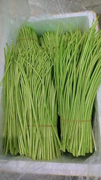 野生芦蒿图片怎么识别_野生芦蒿和艾草区别-第2张图片-山城妙识