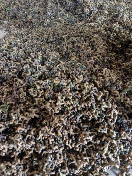 鸡爪梨酒的功效与作用_鸡爪梨酒怎么喝才有效-第3张图片-山城妙识