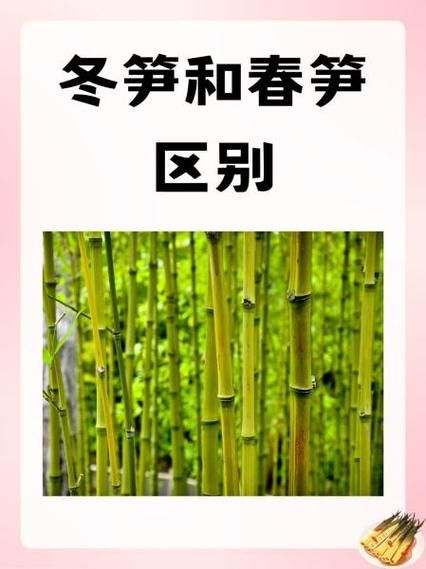 冬笋和春笋哪个好吃_口感与营养全面对比-第2张图片-山城妙识