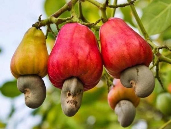 腰果树产地在哪里_腰果树适合什么气候-第2张图片-山城妙识