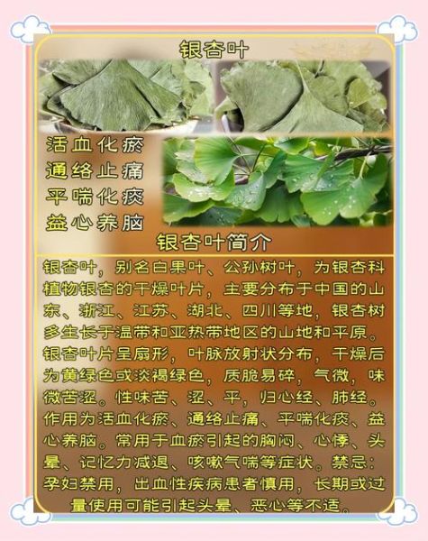 银杏叶片能长期吃吗_长期吃银杏叶片安全吗-第1张图片-山城妙识
