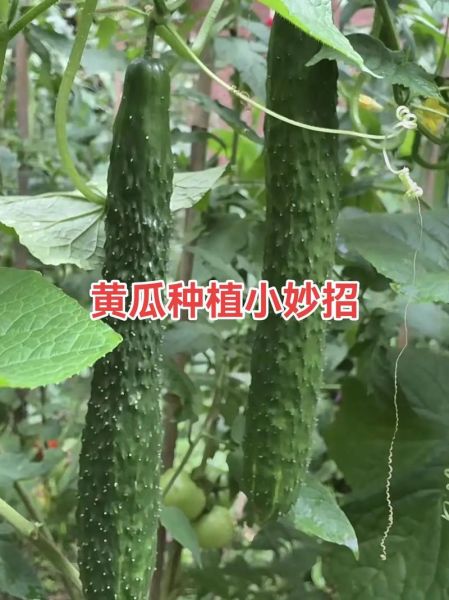 节瓜怎么种_节瓜种植时间和方法-第1张图片-山城妙识