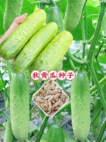 节瓜怎么种_节瓜种植时间和方法-第3张图片-山城妙识