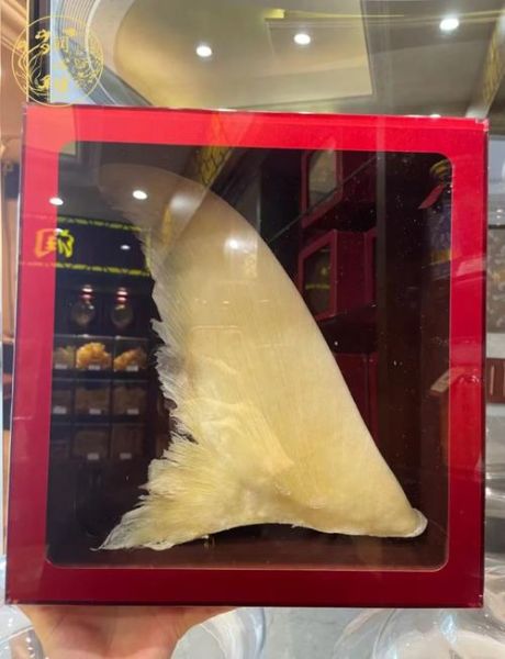 鱼翅真实图片_鱼翅真假怎么辨别-第2张图片-山城妙识