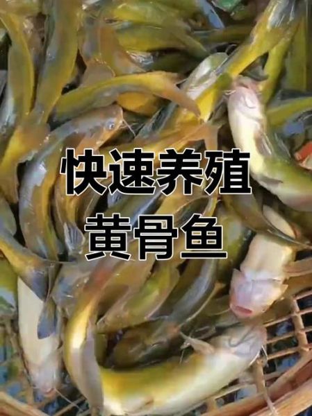 黄颡鱼和黄骨鱼的区别_哪个更好吃-第2张图片-山城妙识