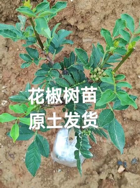 花椒树苗怎么选_花椒树苗多少钱一棵-第3张图片-山城妙识