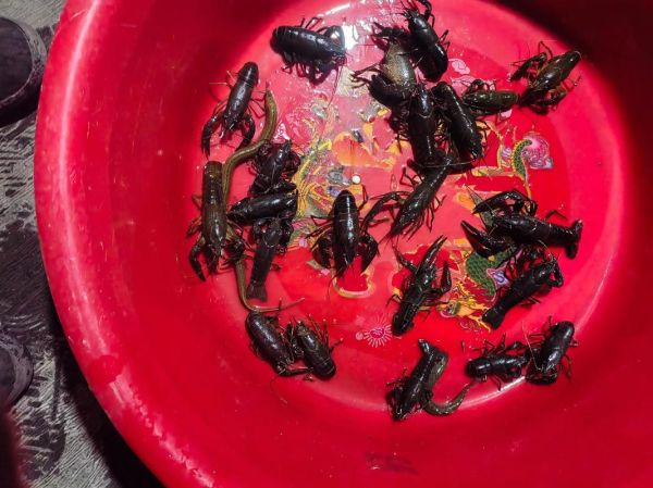 黄鳝咬人吗_被黄鳝咬伤怎么办-第2张图片-山城妙识