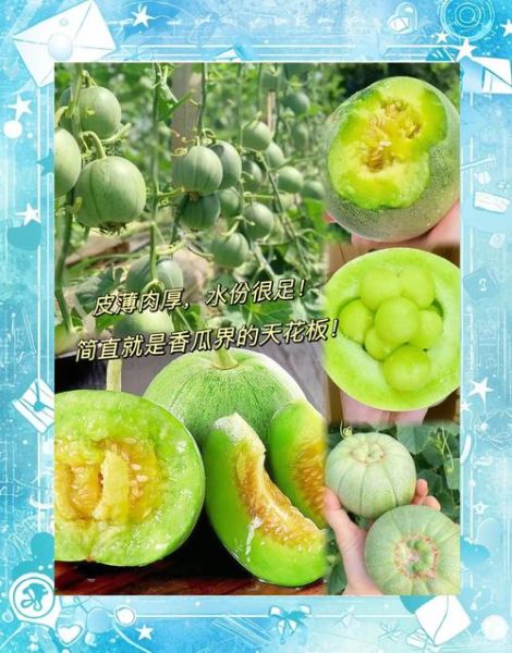 香瓜的功效与作用有哪些_香瓜的营养价值高吗-第3张图片-山城妙识