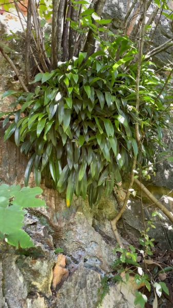 贝母兰石斛怎么养_贝母兰石斛价格多少钱-第1张图片-山城妙识