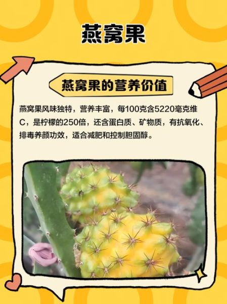 燕窝果的营养价值_燕窝果的功效与作用-第3张图片-山城妙识