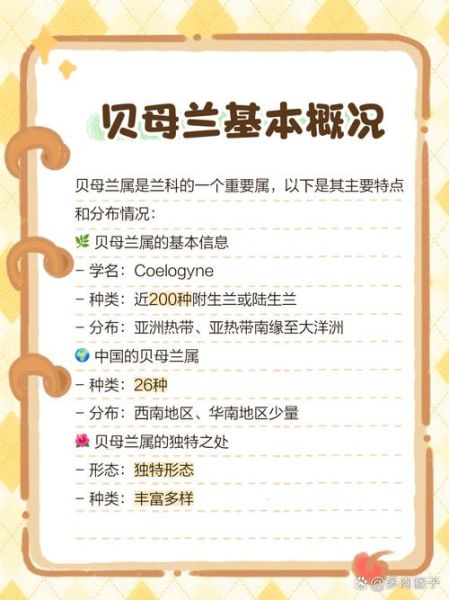 贝母兰石斛怎么养_贝母兰石斛价格多少钱-第3张图片-山城妙识