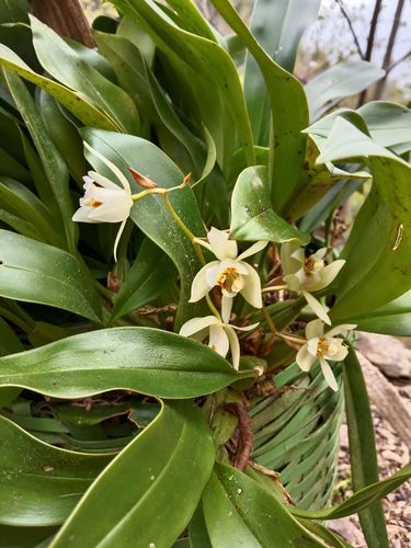 贝母兰石斛怎么养_贝母兰石斛价格多少钱-第2张图片-山城妙识