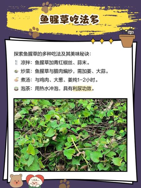 鱼腥草根的功效与作用_鱼腥草根怎么吃效果最好-第2张图片-山城妙识