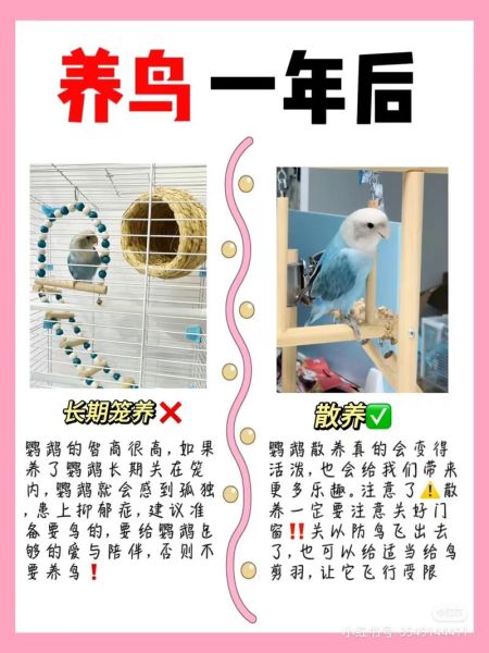 鹦鹉怎么养_鹦鹉吃什么-第2张图片-山城妙识