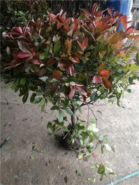 红叶石楠什么时候修剪最好_红叶石楠怎么养护-第1张图片-山城妙识