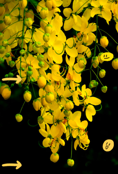 香肠树app怎么赚钱_香肠树app靠谱吗-第1张图片-山城妙识