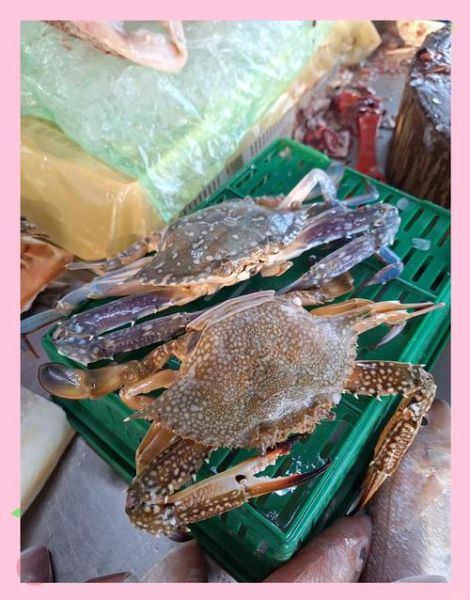 花蟹死了多久不能吃_如何判断花蟹是否变质-第1张图片-山城妙识 花蟹死了多久不能吃_如何判断花蟹是否变质-第1张图片-山城妙识