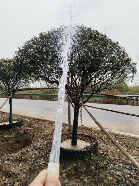 红叶石楠什么时候修剪最好_红叶石楠怎么养护-第3张图片-山城妙识