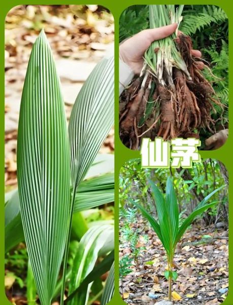 仙茅的功效与作用_仙茅的副作用有哪些-第1张图片-山城妙识