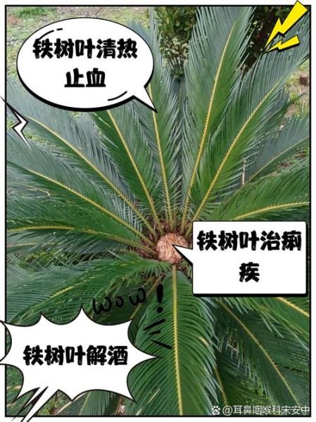 铁树叶的功效与作用_铁树叶的禁忌有哪些-第1张图片-山城妙识