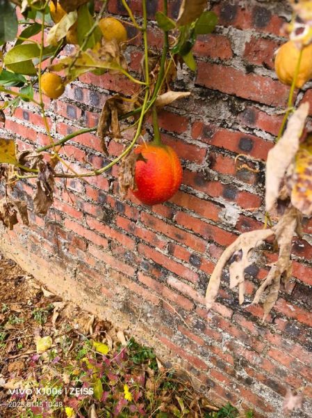 木鳖果怎么吃_木鳖果的正确吃法-第1张图片-山城妙识