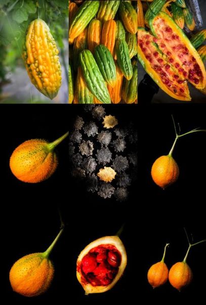 木鳖果怎么吃_木鳖果的正确吃法-第3张图片-山城妙识