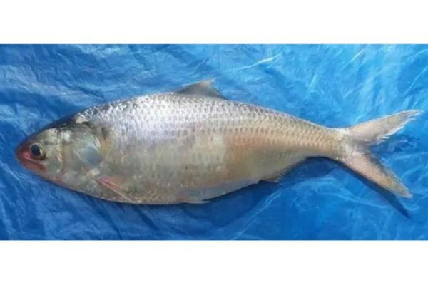 鲥鱼图片是什么鱼_鲥鱼长什么样-第2张图片-山城妙识 鲥鱼图片是什么鱼_鲥鱼长什么样-第2张图片-山城妙识