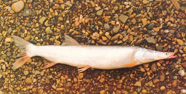 鲥鱼图片是什么鱼_鲥鱼长什么样-第1张图片-山城妙识 鲥鱼图片是什么鱼_鲥鱼长什么样-第1张图片-山城妙识