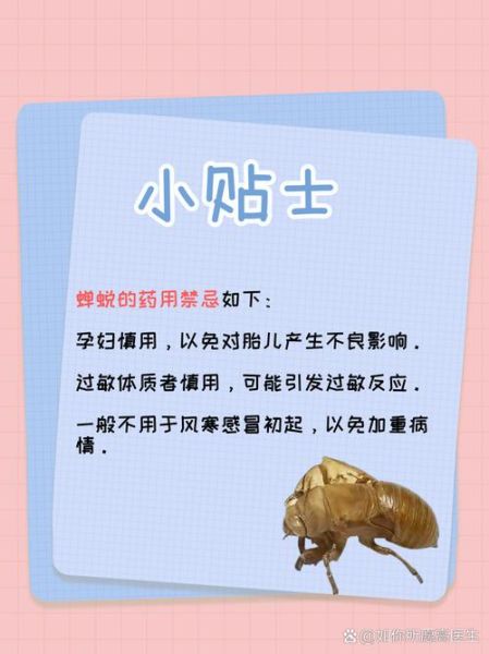 蝉蜕的功效与作用及禁忌_蝉蜕副作用有哪些-第3张图片-山城妙识 蝉蜕的功效与作用及禁忌_蝉蜕副作用有哪些-第3张图片-山城妙识