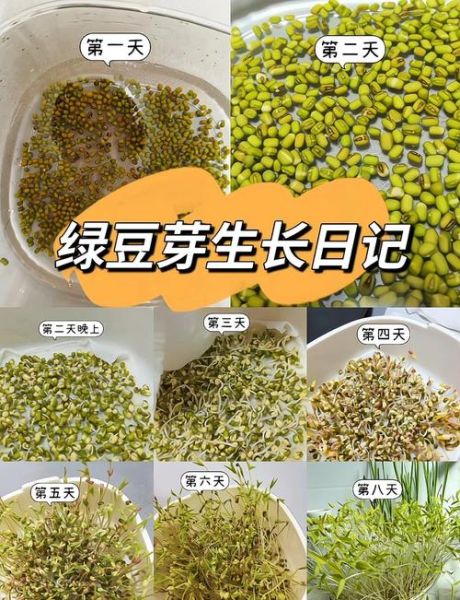 豆芽怎么种_豆芽几天发芽-第1张图片-山城妙识
