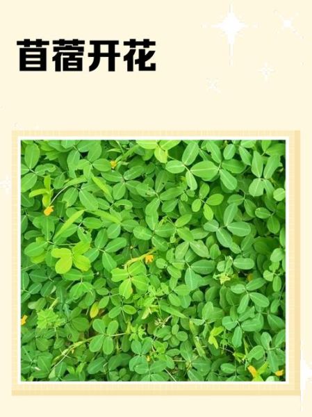 苜蓿花花语是什么_苜蓿草代表什么含义-第2张图片-山城妙识