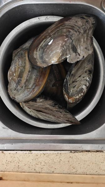 小河蚌怎么吃_小河蚌做法图解-第1张图片-山城妙识