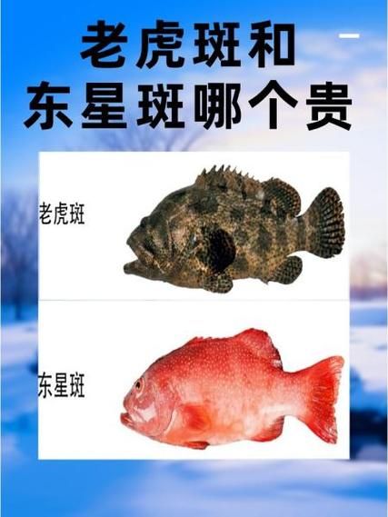 老虎斑和石斑的区别_老虎斑是石斑鱼吗-第1张图片-山城妙识