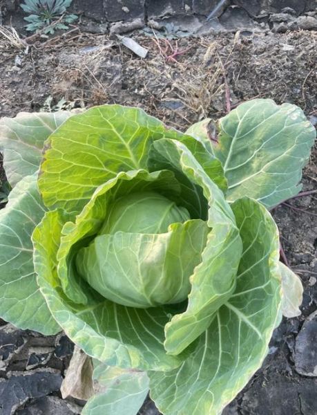 圆白菜是什么季节的菜_圆白菜几月份最好吃-第1张图片-山城妙识