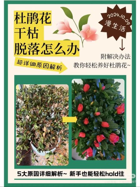 杜鹃花怎么养_杜鹃花为什么不开花-第2张图片-山城妙识 杜鹃花怎么养_杜鹃花为什么不开花-第2张图片-山城妙识